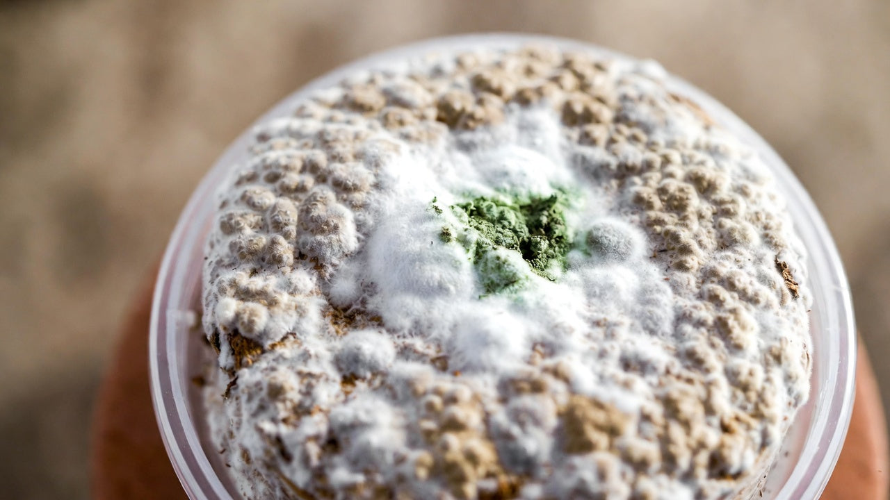 Mold Contamination Risks in Grow Kits – SOLA PNW